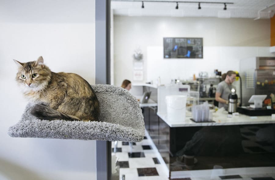 Katzencafe | Cats Cafe Österreich, Schweiz & Deutschland